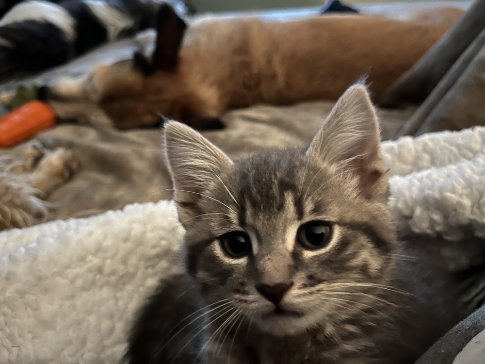 Highway 7 Spay and Neuter | Nonprofit in Harrison, AR